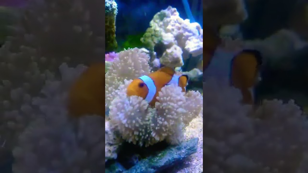 Nemo sleep - YouTube