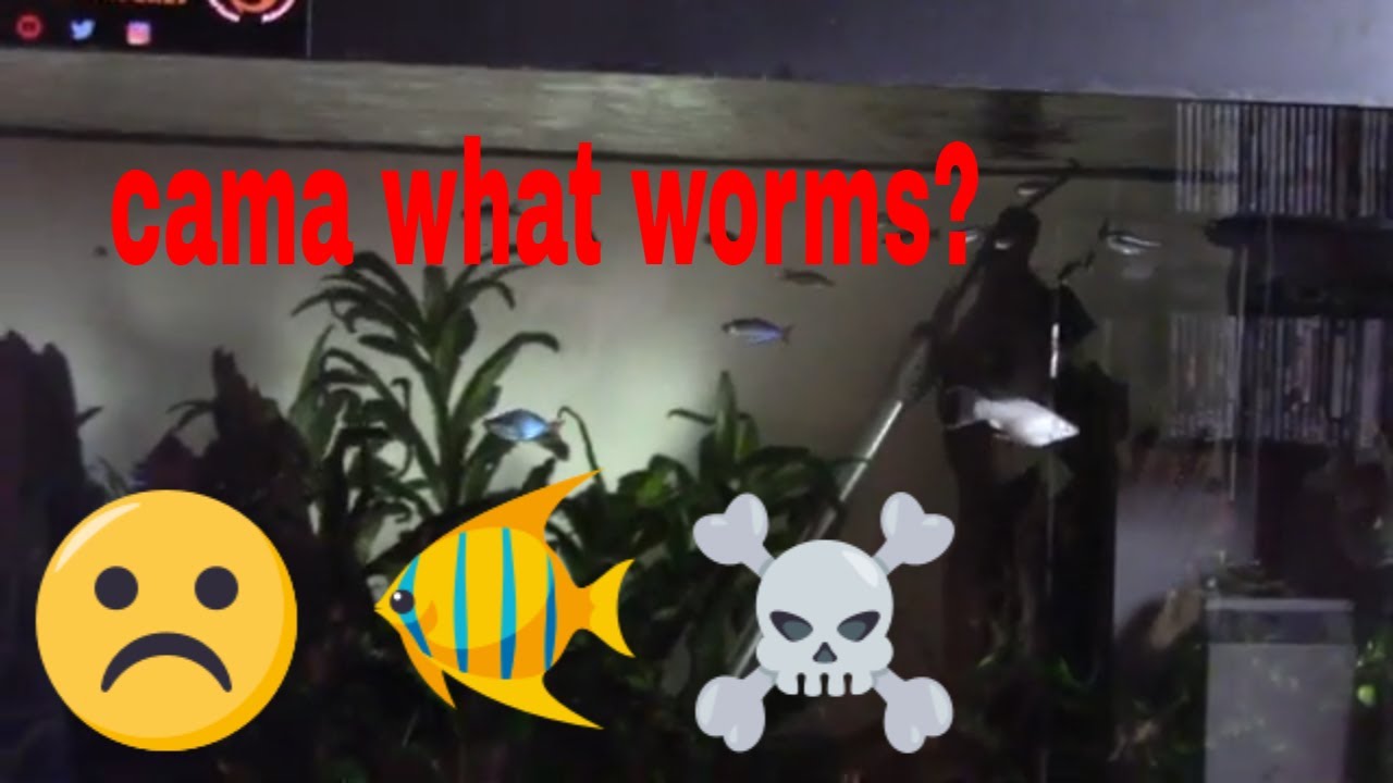 Camallanus worms, U.K. treatment - YouTube