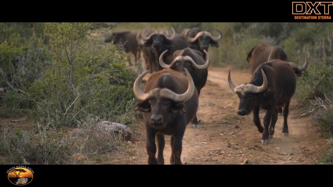 Majeje Safaris Africa ( Destination X Terra April 2018). - YouTube