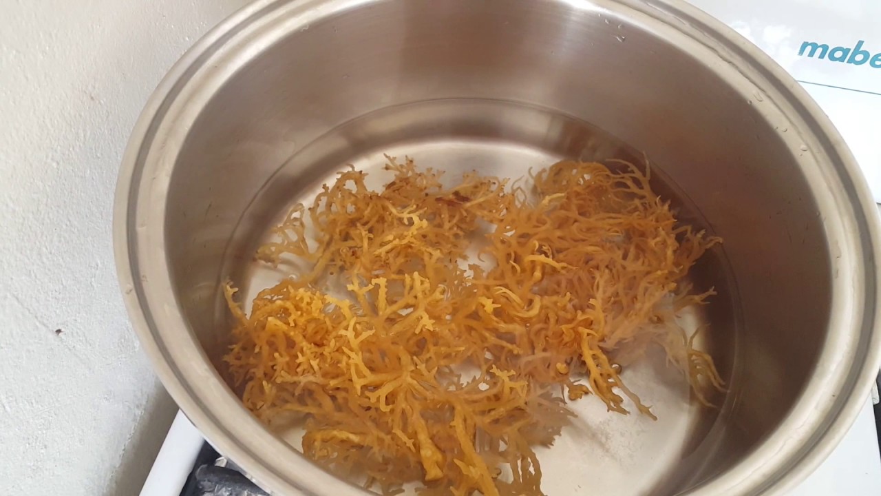 Seamoss, its amazing health benefits and how to prepare it - YouTube