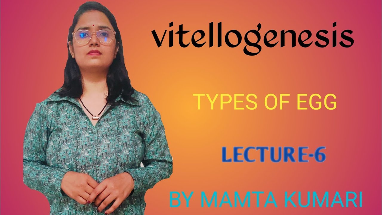 Vitellogenesis (Types of egg) - YouTube