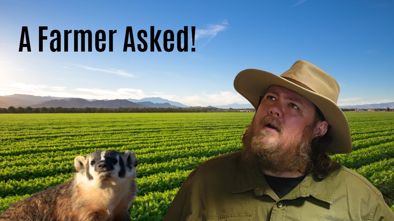 How Long Do Badgers Live? - YouTube