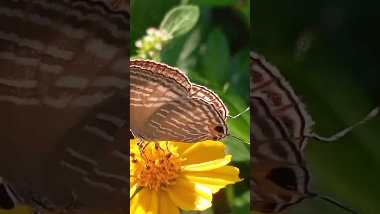 Butterfly beauty#Beautiful beauty , Butterfly fetching food,,313#shorts ...