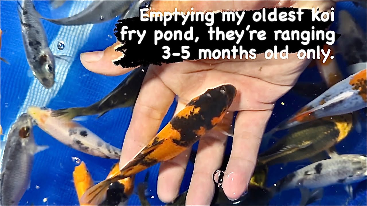Emptying my oldest koi fry pond, they’re ranging 3-5 months old only # ...