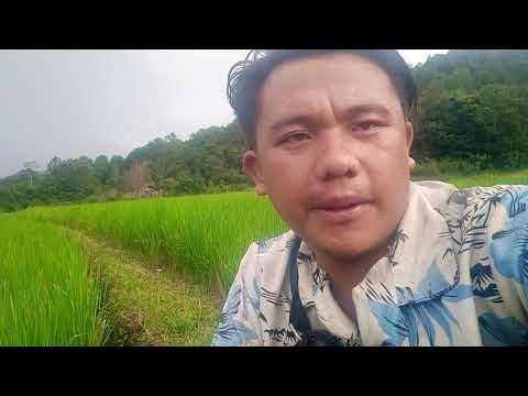 hnub no mu luaj tswg liaj sab kawg li - YouTube