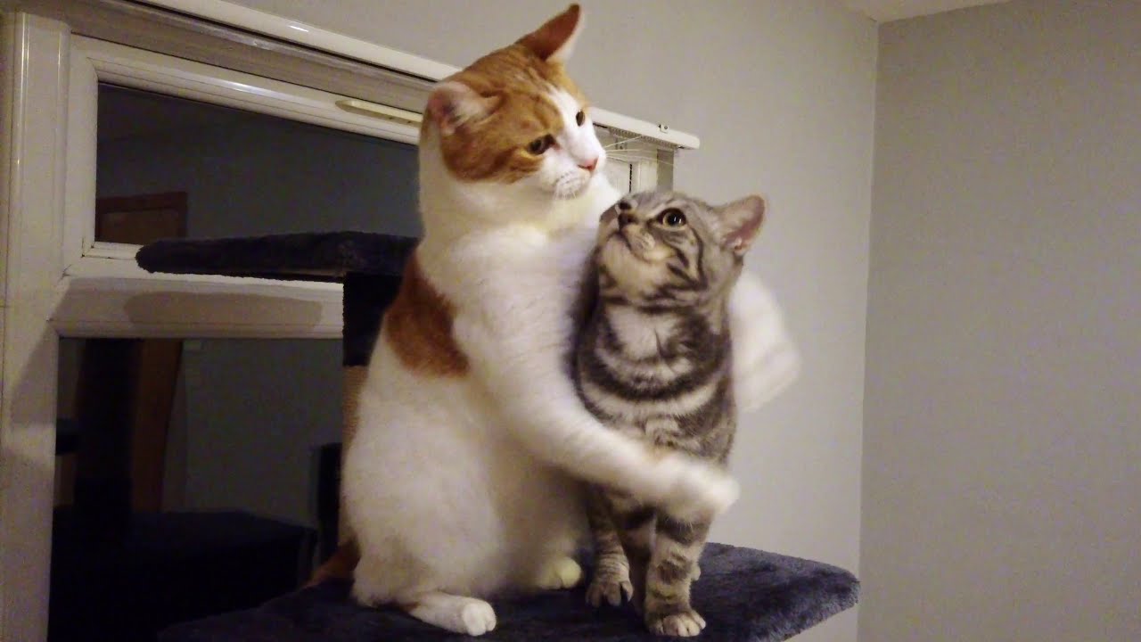 Cat Gets Kitten In A Head Lock - YouTube