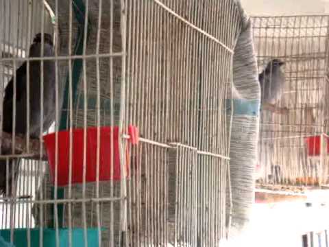 Clarín y jilguero alegre cantan.wmv - YouTube