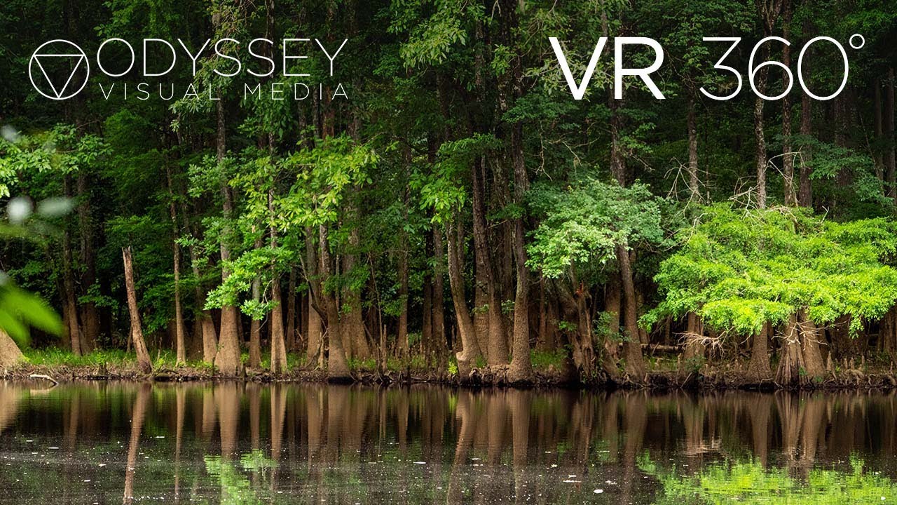 Congaree National Park Virtual Tour | VR 360° Travel Experience | South ...