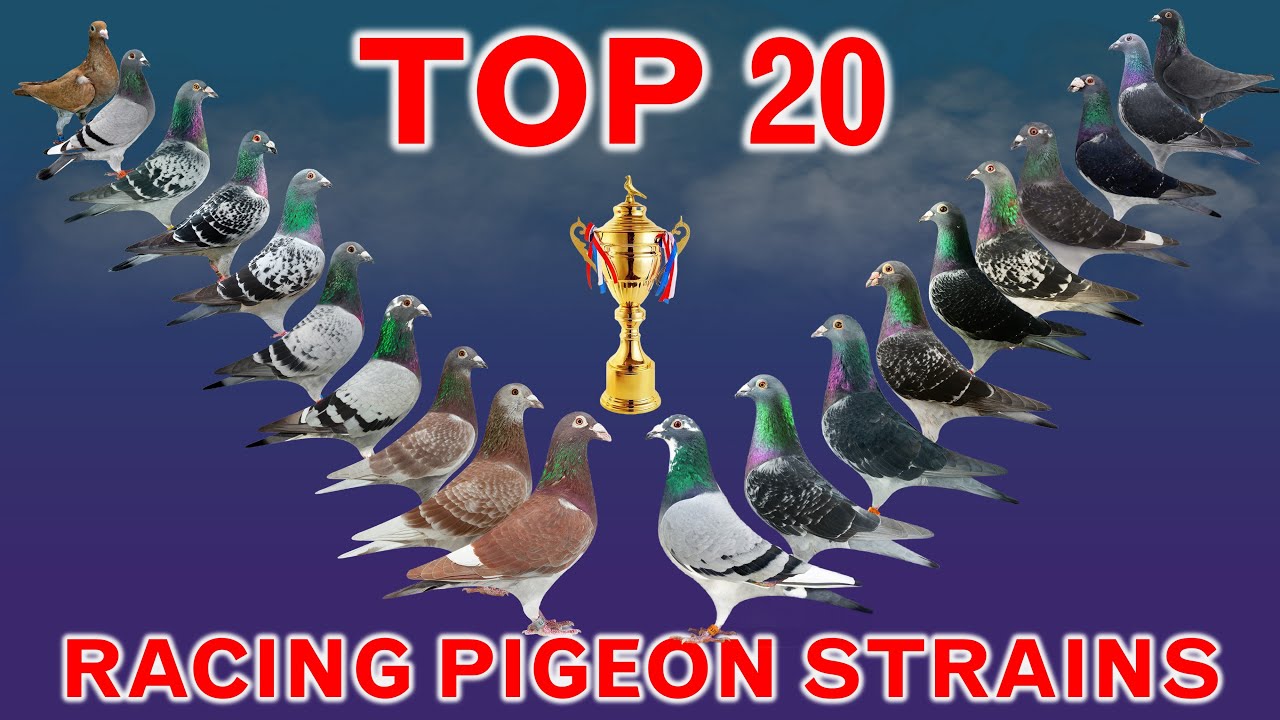 Top 20 Best Racing Pigeon Strains in the World | Popular Racing Pigeon ...