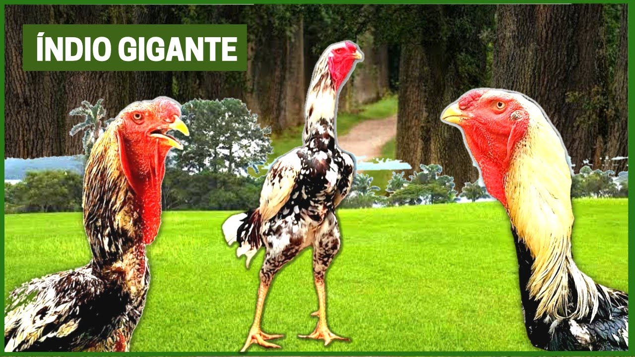 Descubra TUDO SOBRE o GALO Índio Gigante: TAMANHO, CARACTERÍSTICAS e ...