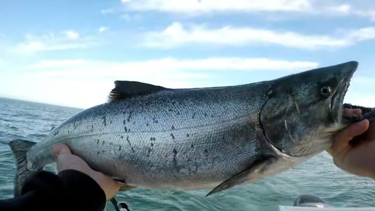 SPRING KING SALMON LAKE ONTARIO TRIBUTARY #ontario#salmon# ...