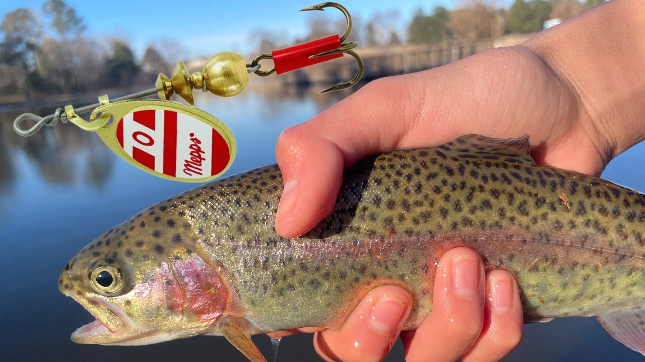 Using in-line spinners to catch trout! (Stocked trout fishing) - YouTube