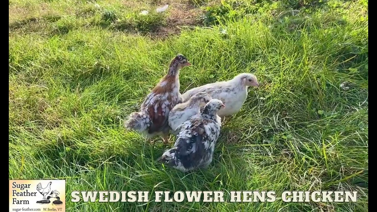 Swedish Flower Hen Hatching Eggs