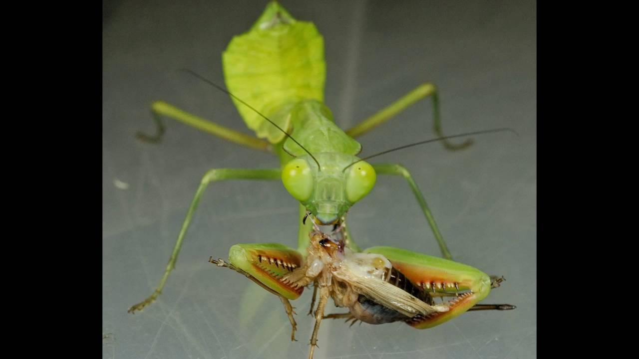 Hierodula Majuscula pics. - YouTube