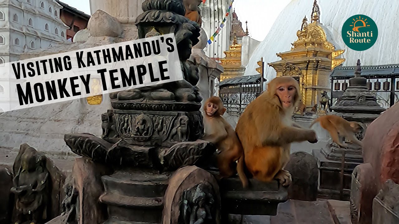 Exploring Monkey temple, the monkey's home of Kathmandu, Nepal - YouTube