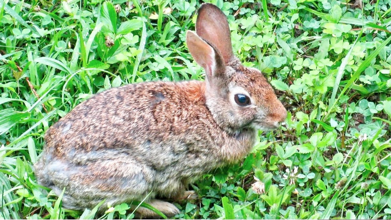 Wild Rabbit Waits On Man to Feed it Breakfast Each Morning - YouTube
