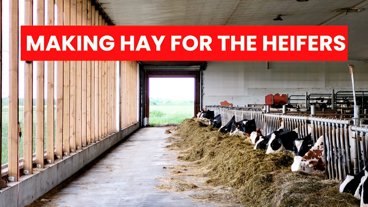 HAY NOW... Making 1st Cut For The Baby Cows - YouTube