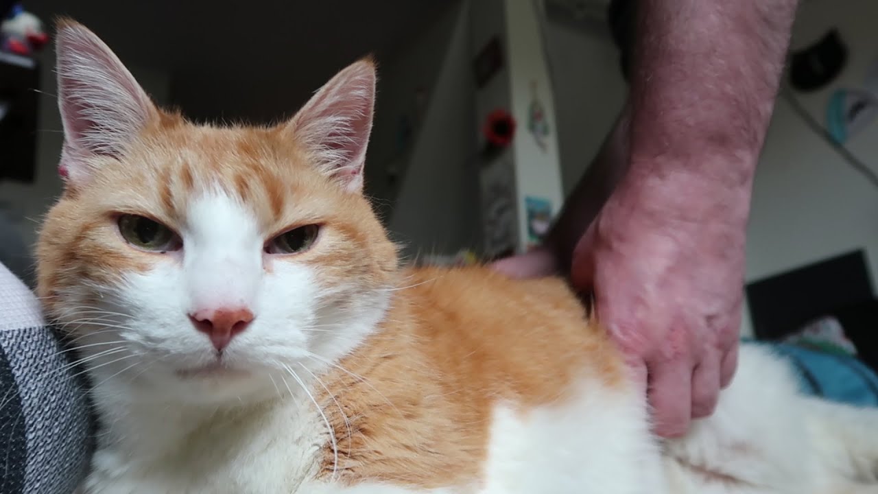 Cat Happy Meows - YouTube