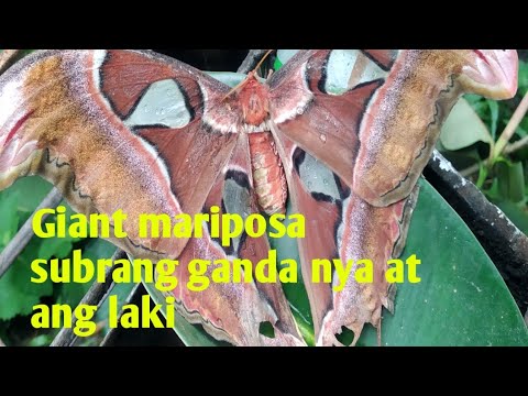 PHILIPPINE GIANT BUTTERFLY (mariposa) buhay probinsya - YouTube
