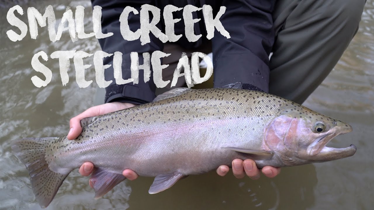 Steelhead Fishing in Small Ohio Creek! - YouTube