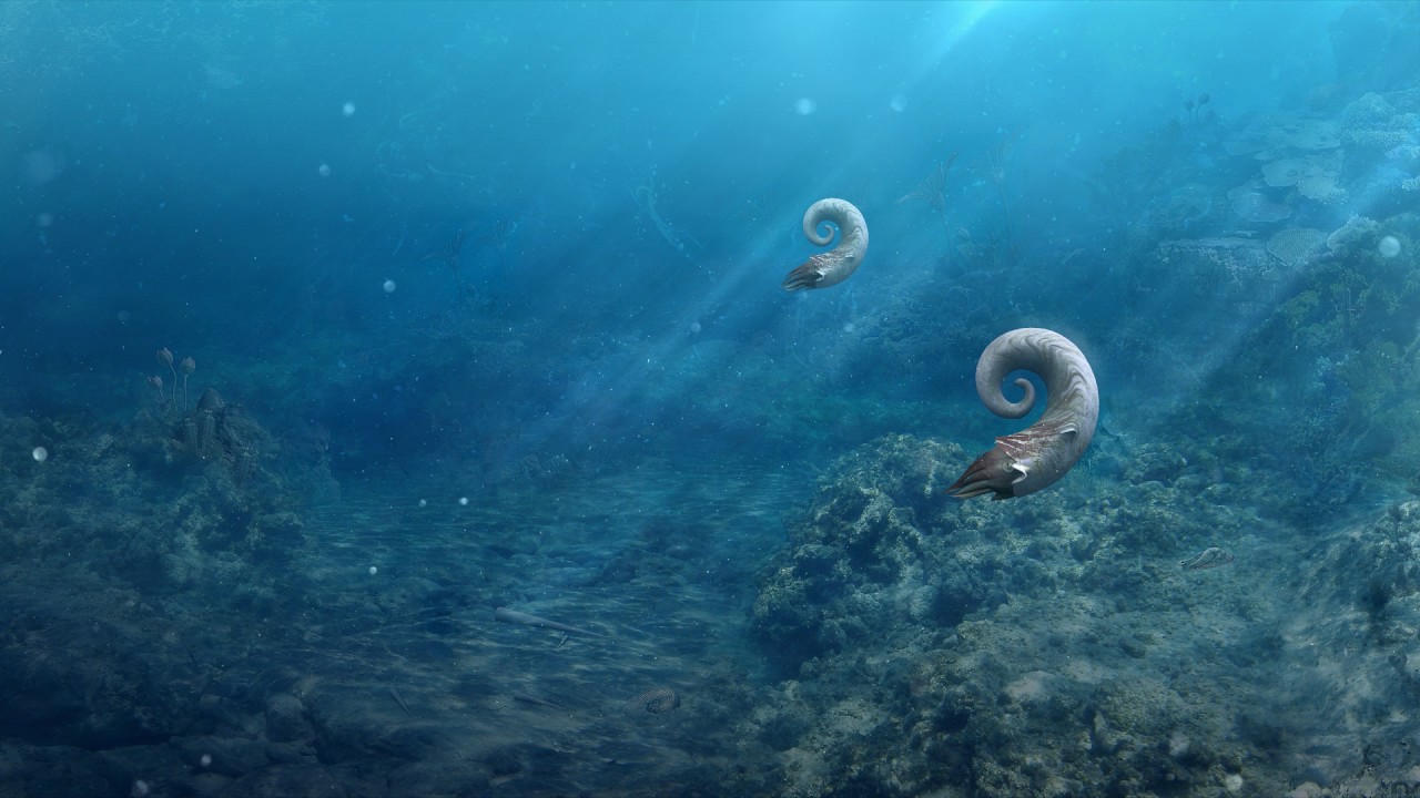 video ptenoceras fullHD - YouTube