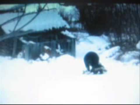Wolverine vs bear, wolverine destroys and owns bear. - YouTube