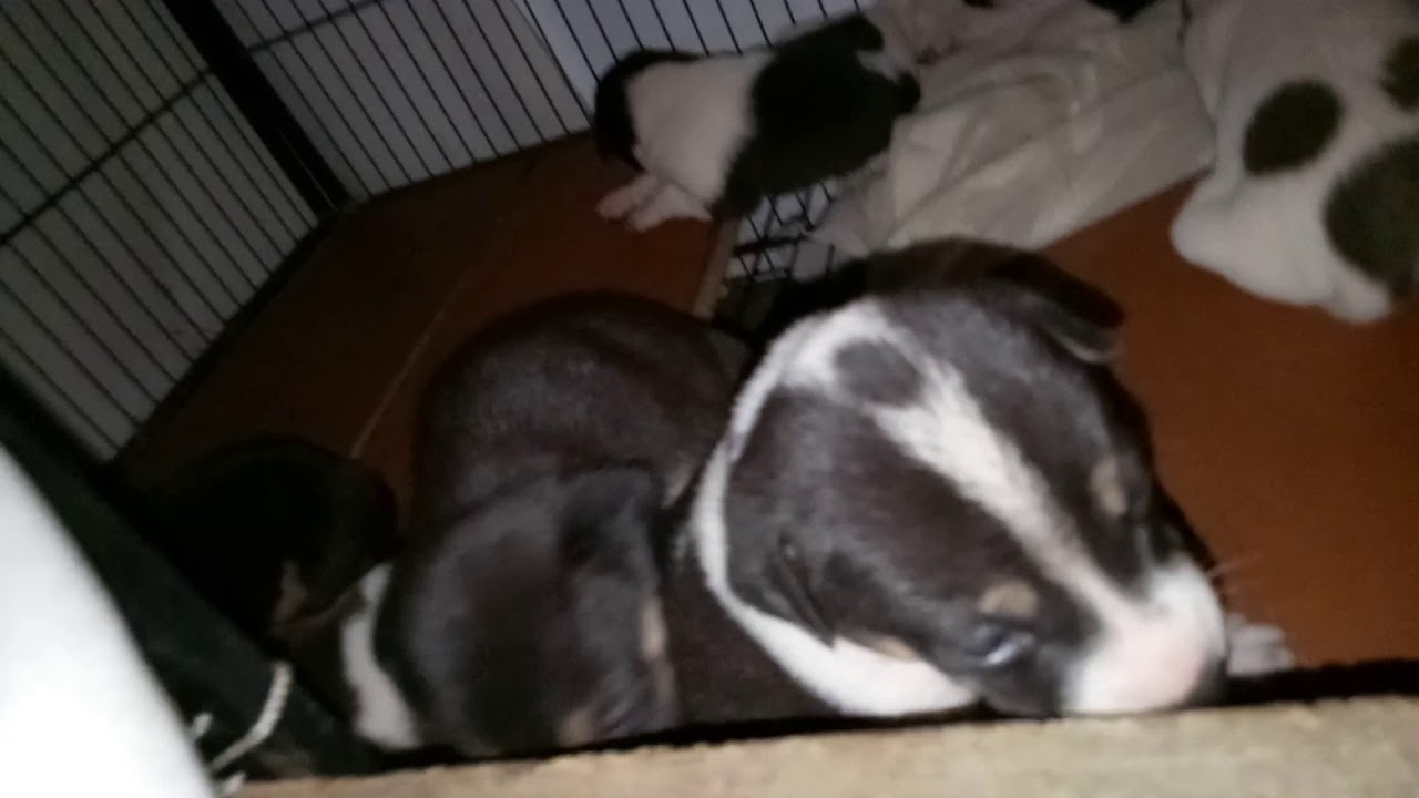 Mei Ling and her New Born Puppies throwback. Part 1. - YouTube