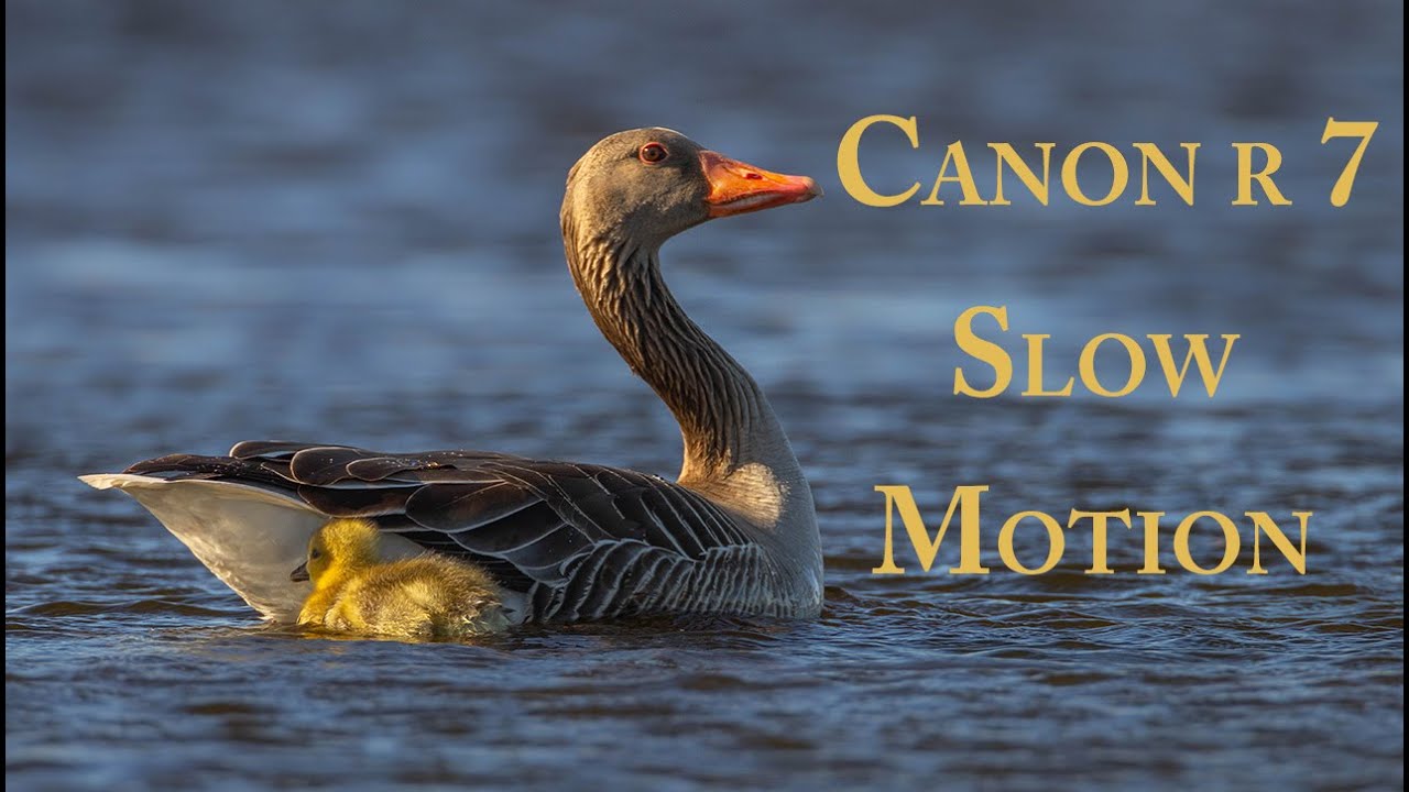 Canon R7 Slow Motion 8 - YouTube