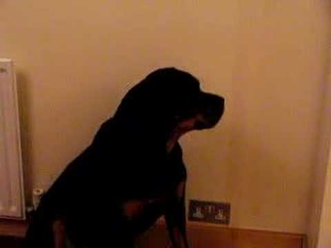 Rottweiler sings the (Elvis) blues. - YouTube