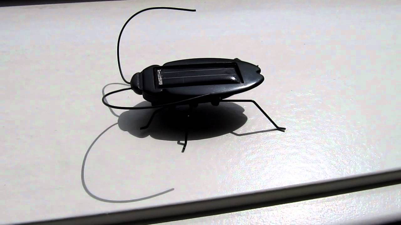 Dancing Roach - YouTube