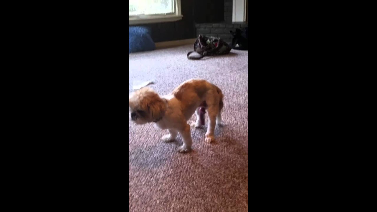 5 legged dog - YouTube