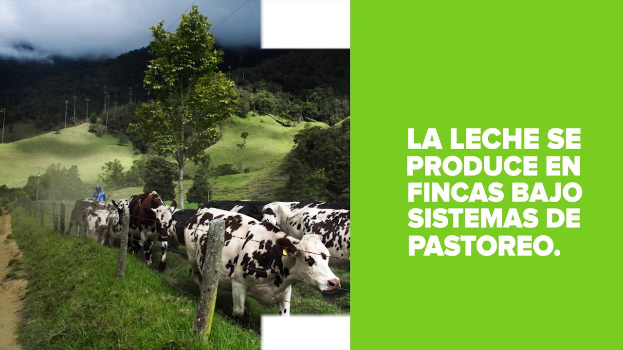 Conozca el proceso de producción de la leche Colanta | EL TIEMPO ...