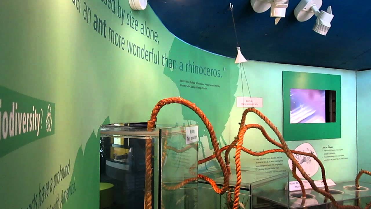 London Zoo Ants - YouTube