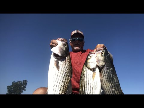 Power Winding Flutter Spoon Action for Stripers - YouTube