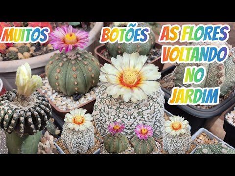 Muitas flores, muitos botões a primeira esta a todo vapor aqui no jardim . 