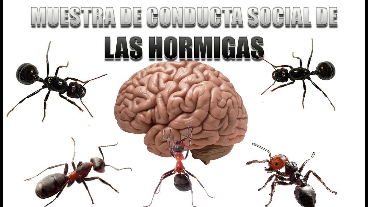 HORMIGAS - MUESTRA DE CONDUCTA SOCIAL | PEQUEÑO DOCUMENTAL - YouTube