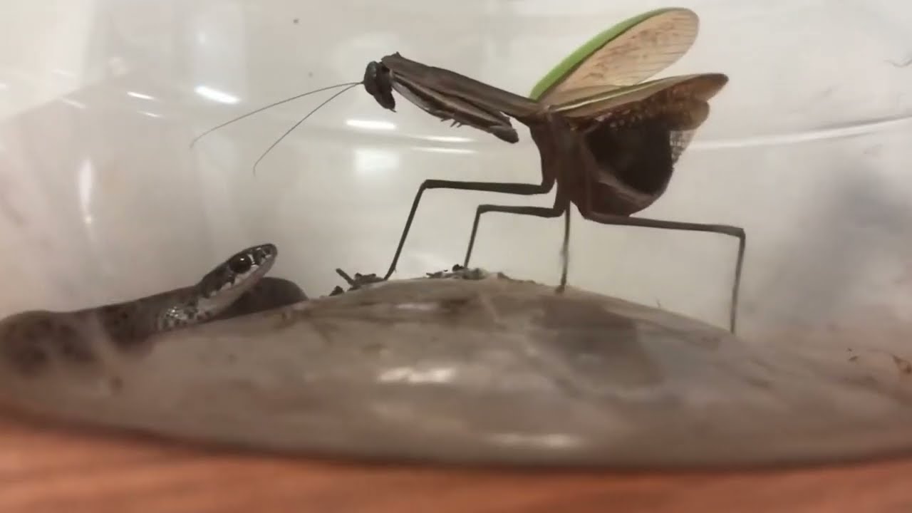 Giant Praying Mantis vs Snake # Spider # Humming Bird # Scorpion ...