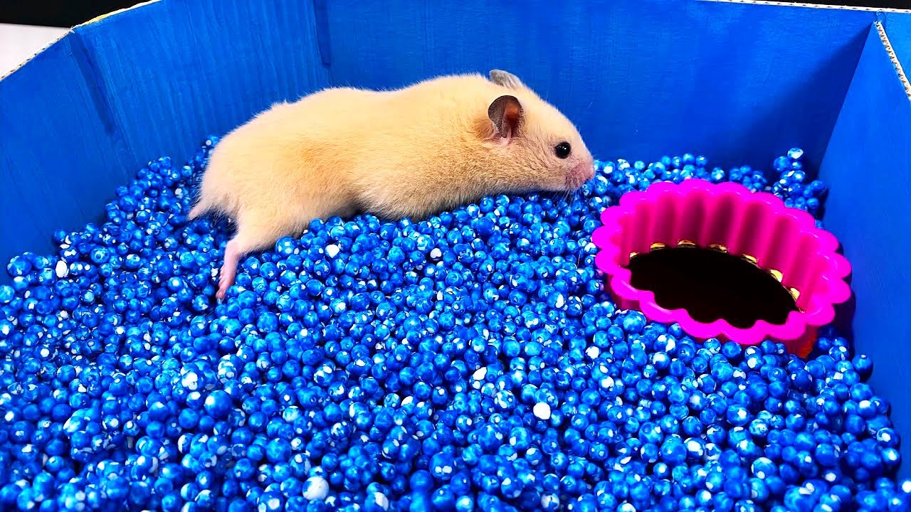Rainbow Pyramid Maze - Pool Maze for Hamster - YouTube