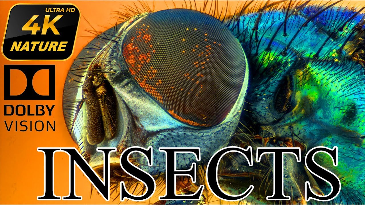 THE INSECTS IN 4K - Colorful HDR 60FPS (Dolby Vision) Demo 4K ULTRA HD ...