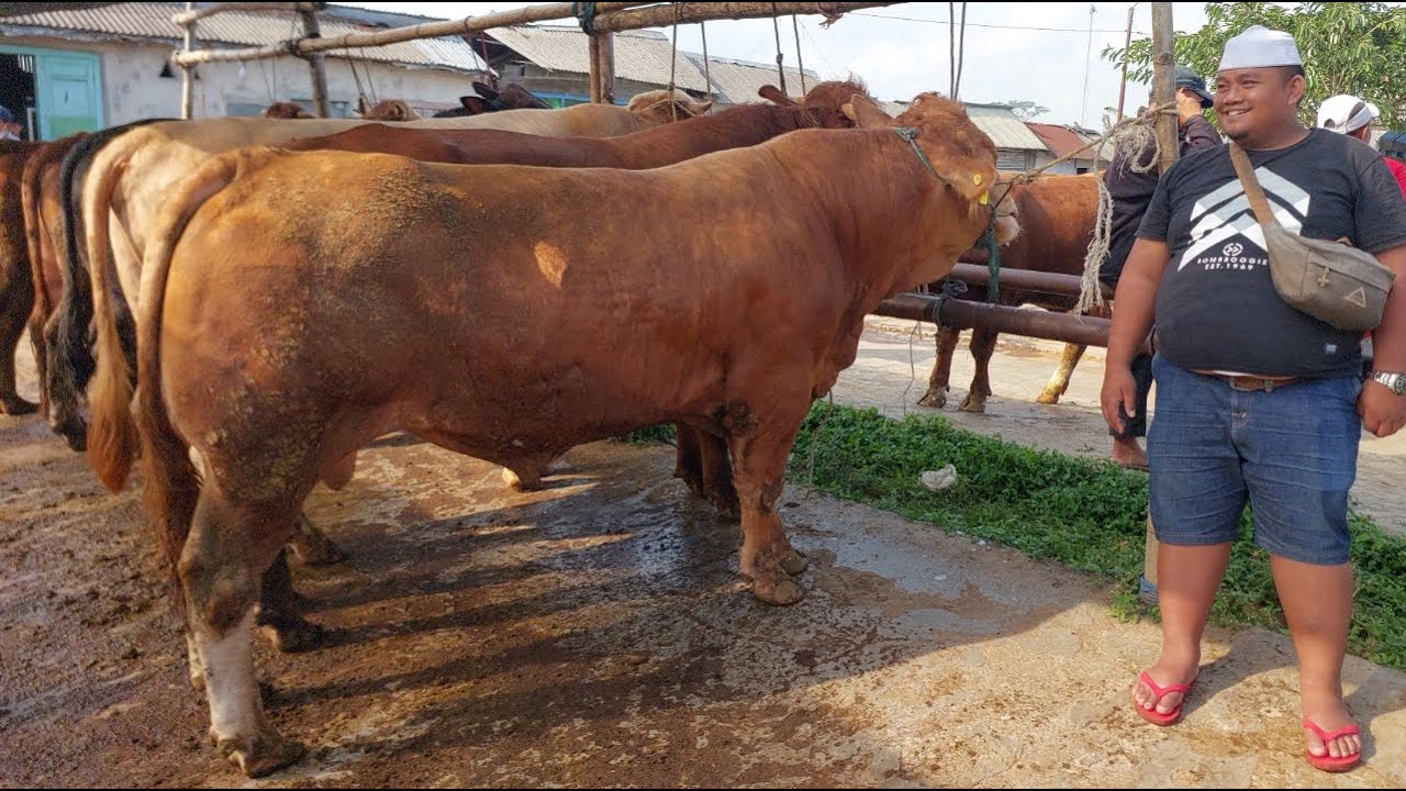 Review harga sapi gemuk dipasar Gondanglegi Malang - YouTube