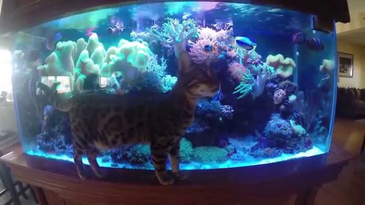 2 Reef Aquariums- 1 Fish Life Support Room : 140 Gallon & 300 Gallon ...