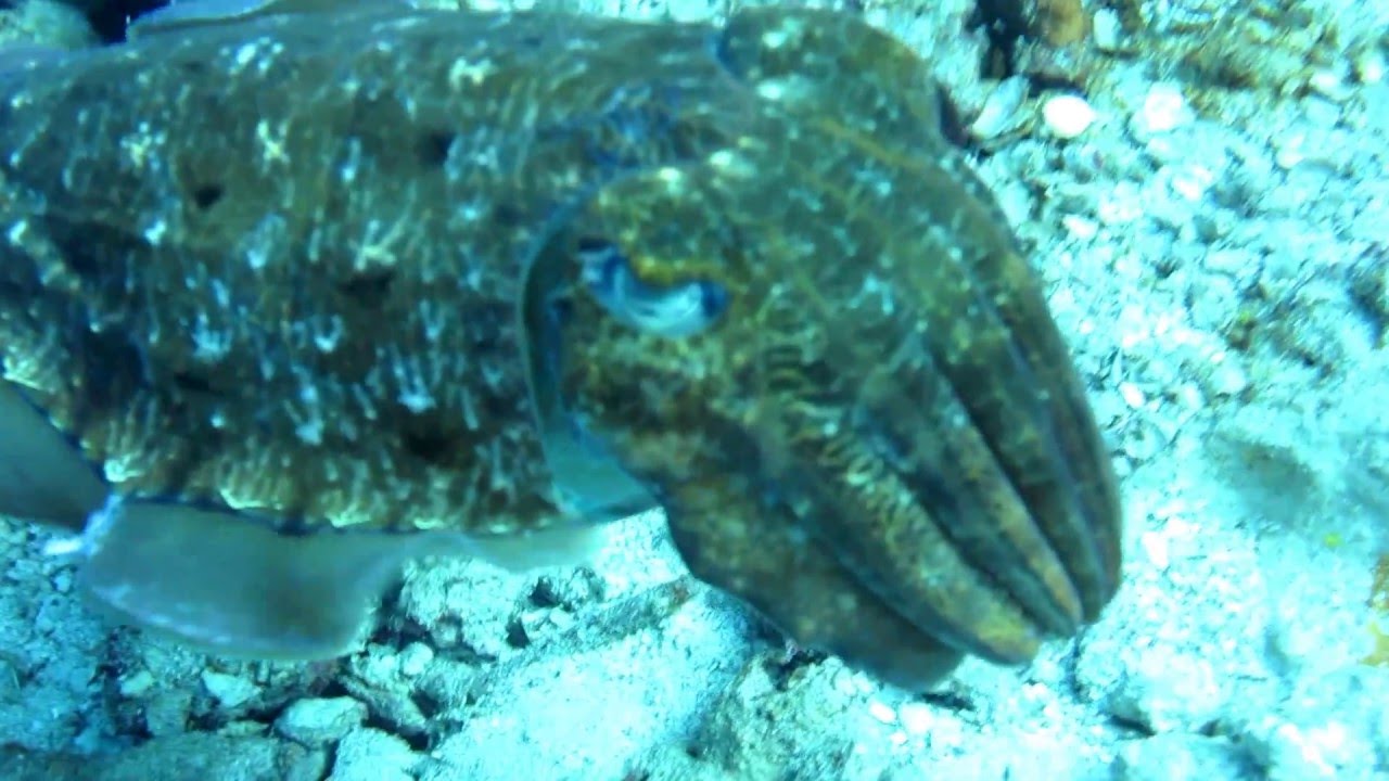 Sépie obecná, cuttlefish, Similanské ostrovy, Thajsko - YouTube