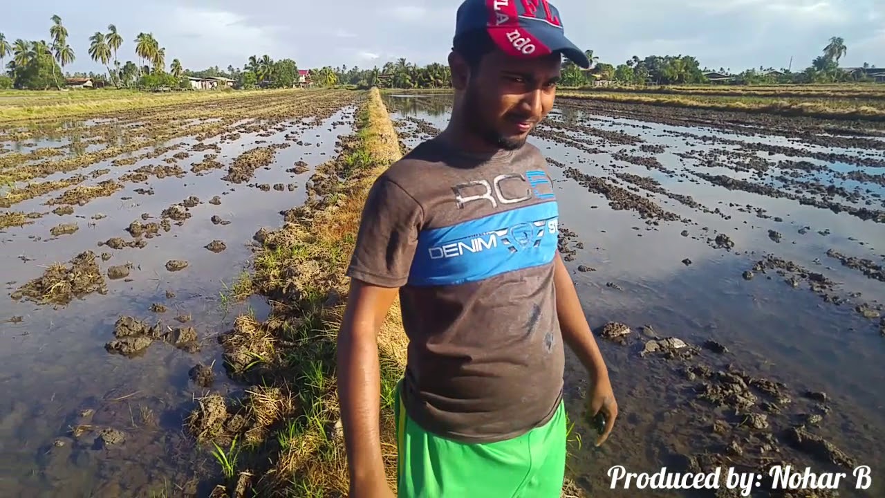 Nickerie. Suriname. Nature. Rijstveld. Smooth Q. LG4. - YouTube