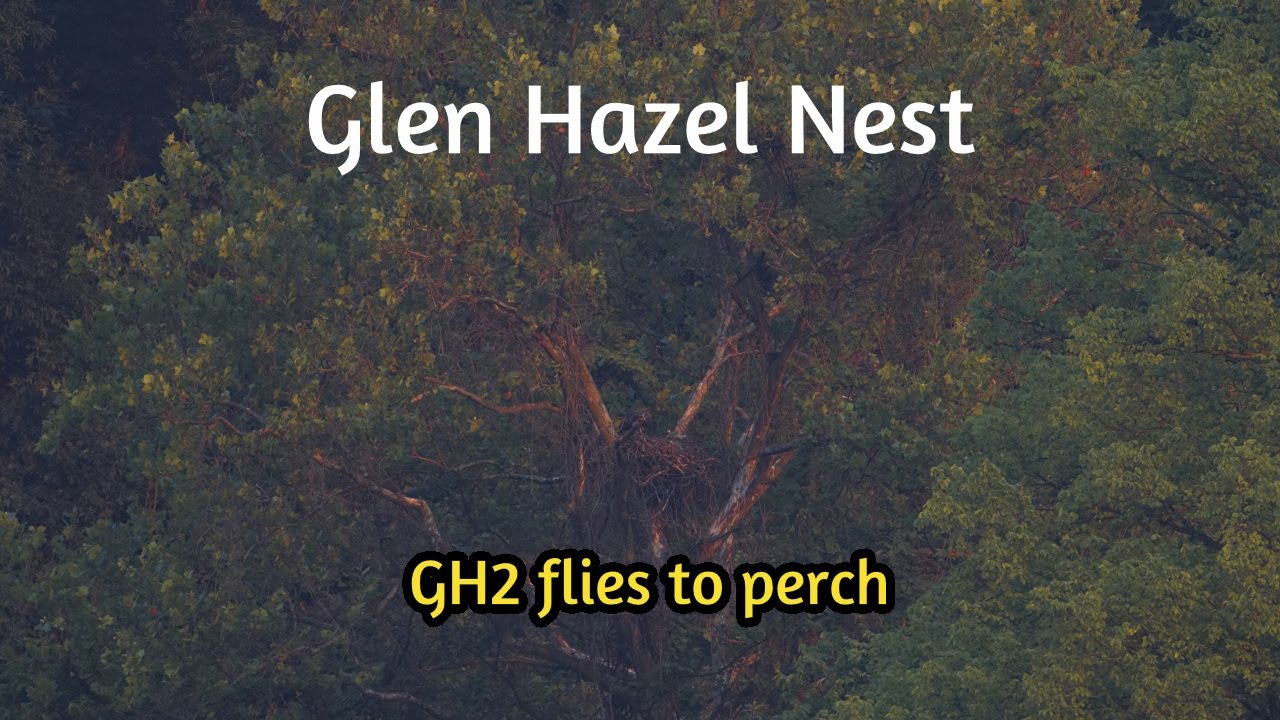 Glen Hazel Nest GH2 flies to perch 7 4 2025 - YouTube