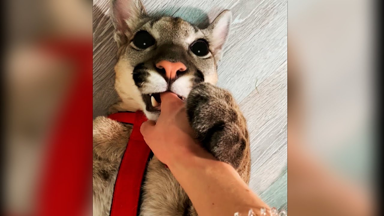 Ceaser wild cat and owner finger in mouth - outdoor playing with giant ...