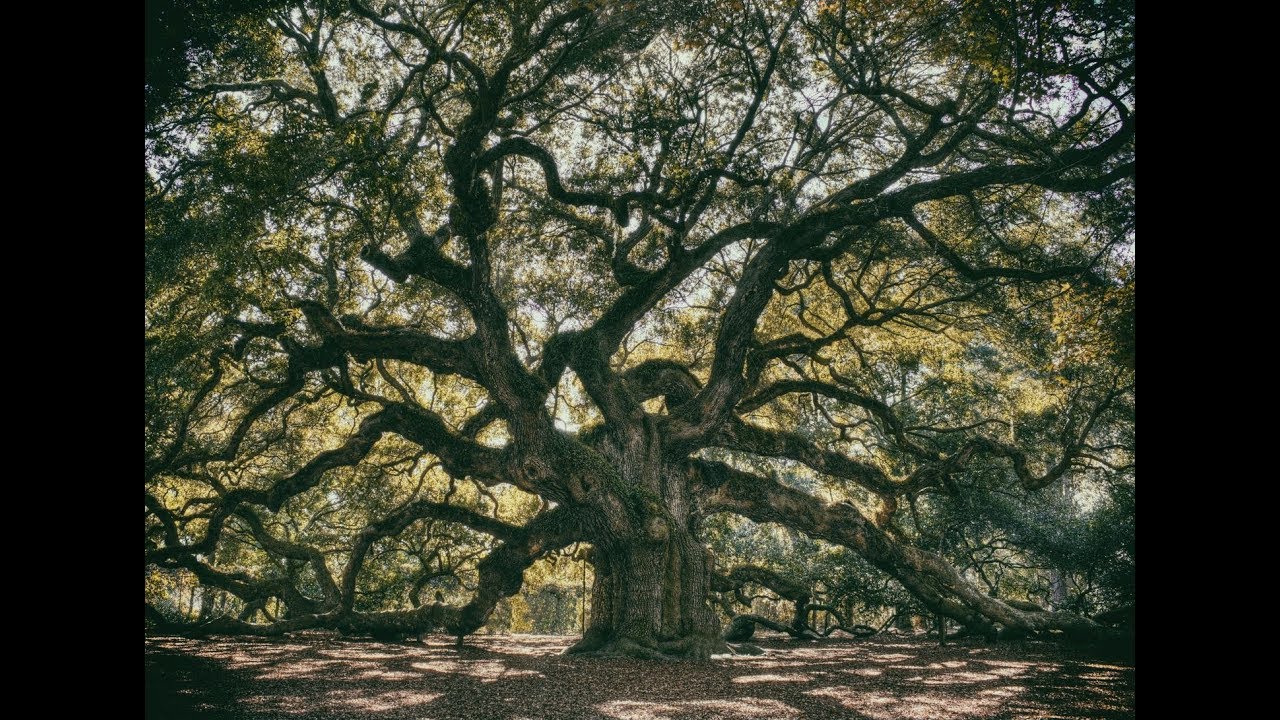 Kitchens of Distinction - Oak Tree - YouTube