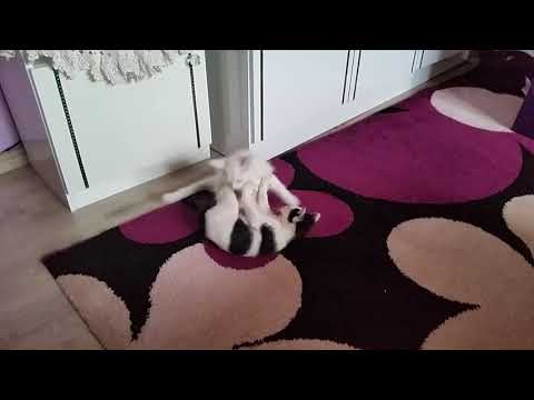 Funny cats moments fighting