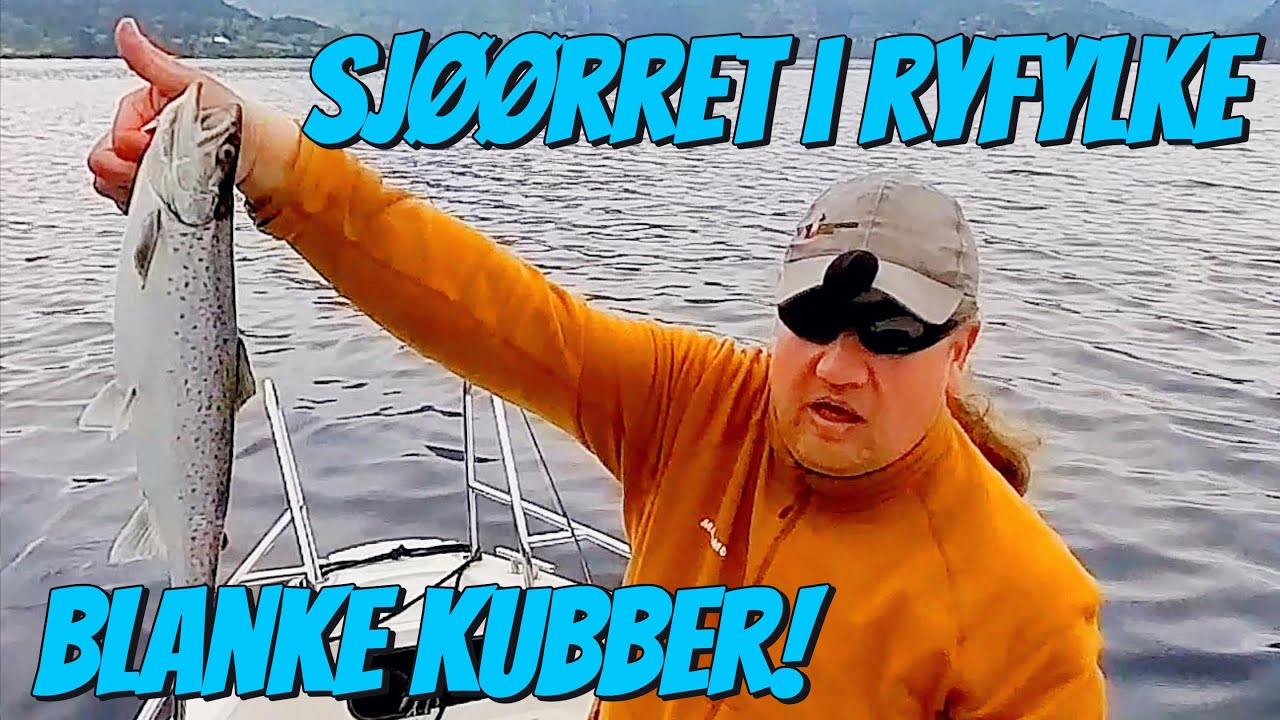 Sjøørret i Ryfylke - Blanke Kubber - Mai 2024 - YouTube