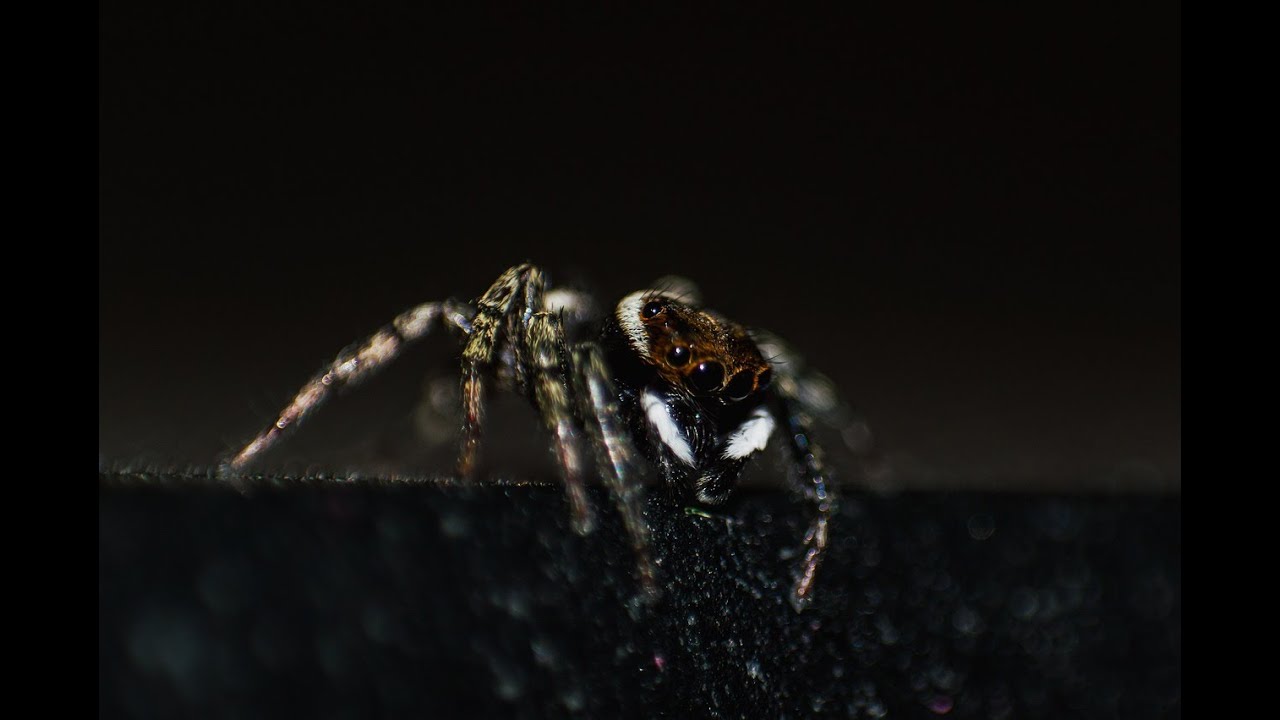 June 16th, 2023 - College Spiders Scam - YouTube