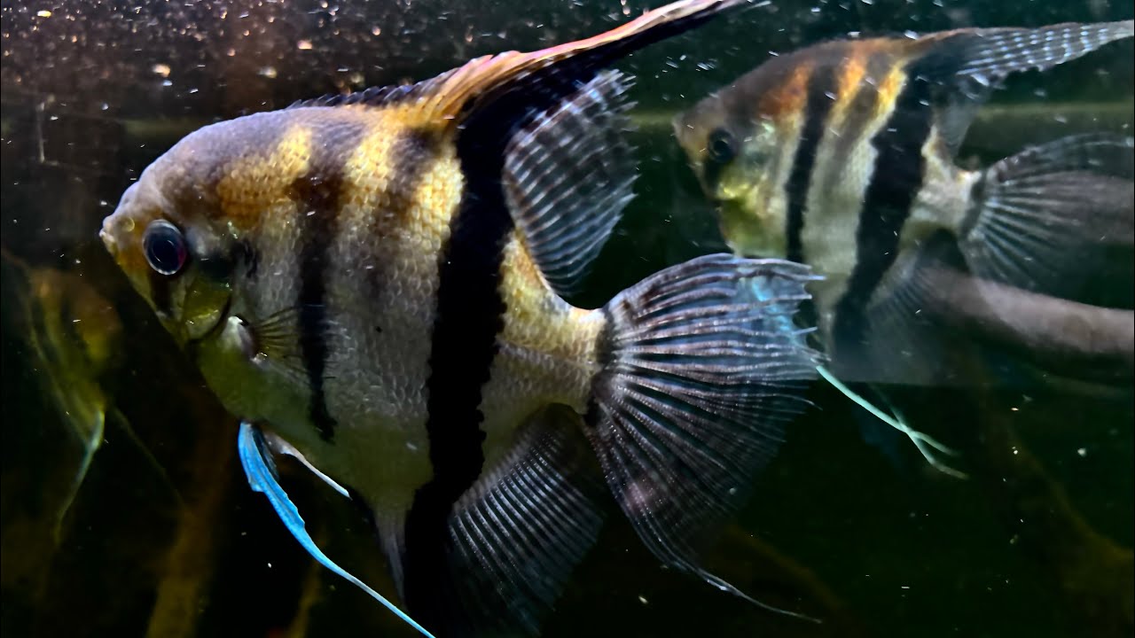 Red Back Manacapuru Angelfish Laying Eggs | Angelfish Breeding - YouTube